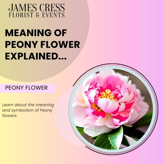 Peony Flower Meaning and Symbolism | James Cress Florist