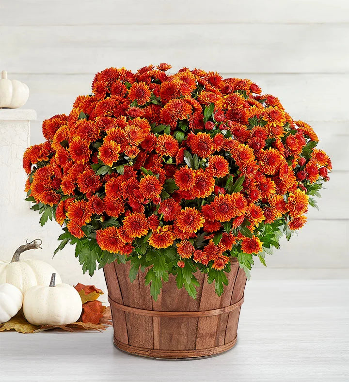 Shop Fall Indoor Plants & Autumn Potted Plants | James Cress Florist