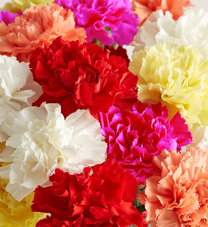 Carnation Bouquets | Carnation Delivery | James Cress Florist