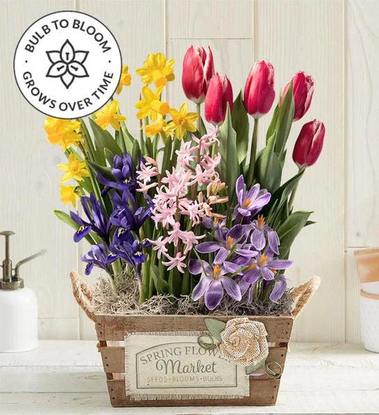 Easter Plants & Lily Delivery 2024 | James Cress Florist